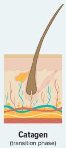 Cycle de croissance des cils : Tout ce que vous devez savoir - Lash ...