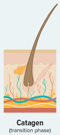 Cycle de croissance des cils : Tout ce que vous devez savoir - Lash ...